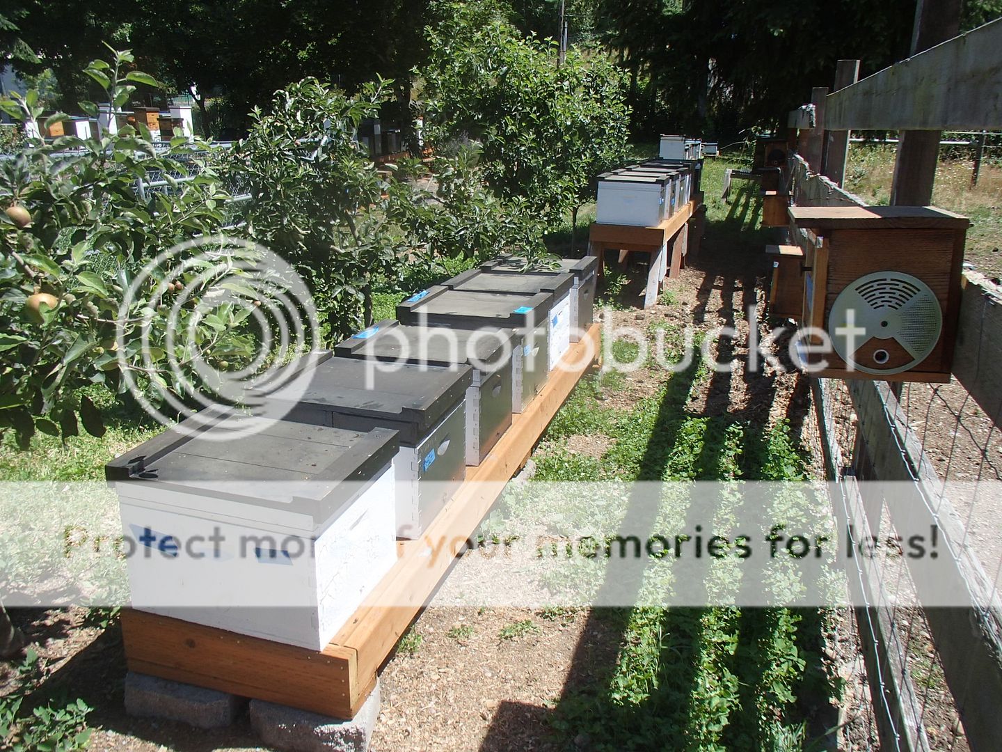 To Mark a Queen or Not to Mark | Beesource Beekeeping Forums